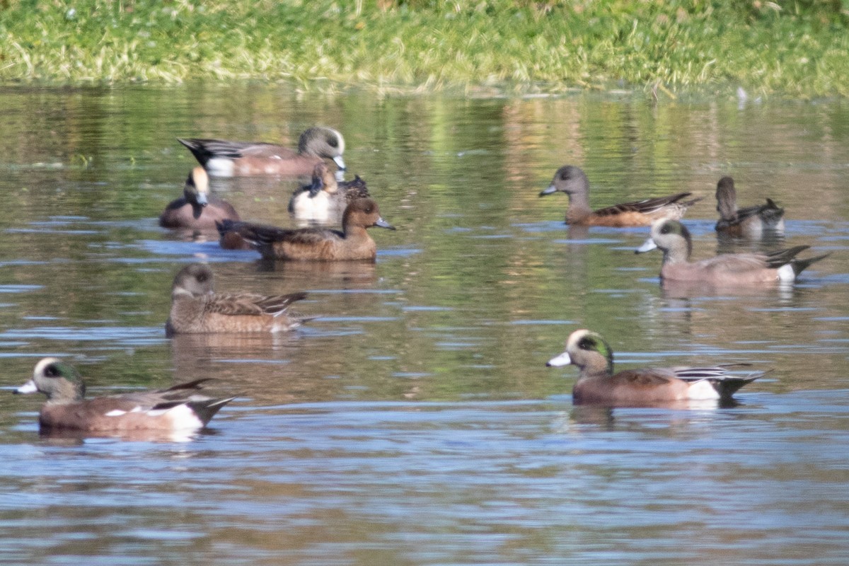 eBird Checklist - 13 Oct 2022 - Arcata Marsh and Wildlife Sanctuary ...