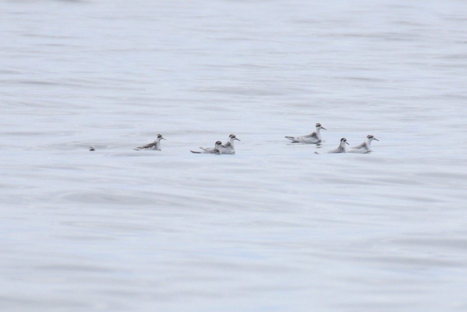 eBird Checklist - 16 Oct 2022 - Bodega Bay Pelagic 8/16 Leg 4 - 18 species