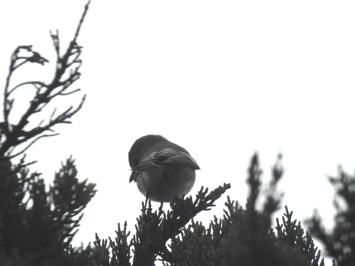 eBird Checklist - 15 Oct 2022 - Pt. Reyes--Fish Docks (DO NOT INCLUDE ...
