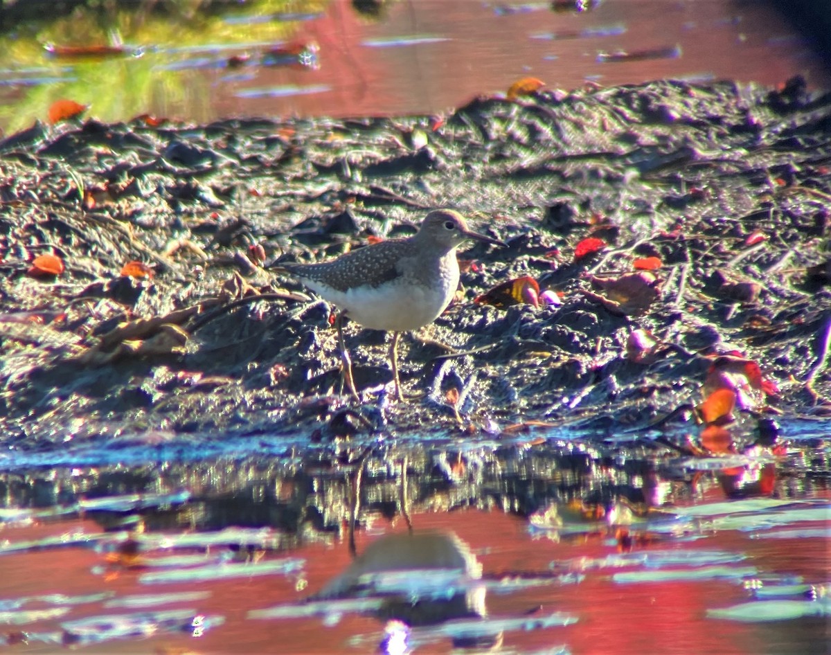 eBird Checklist - 19 Oct 2022 - Burrage Pond WMA - 48 species