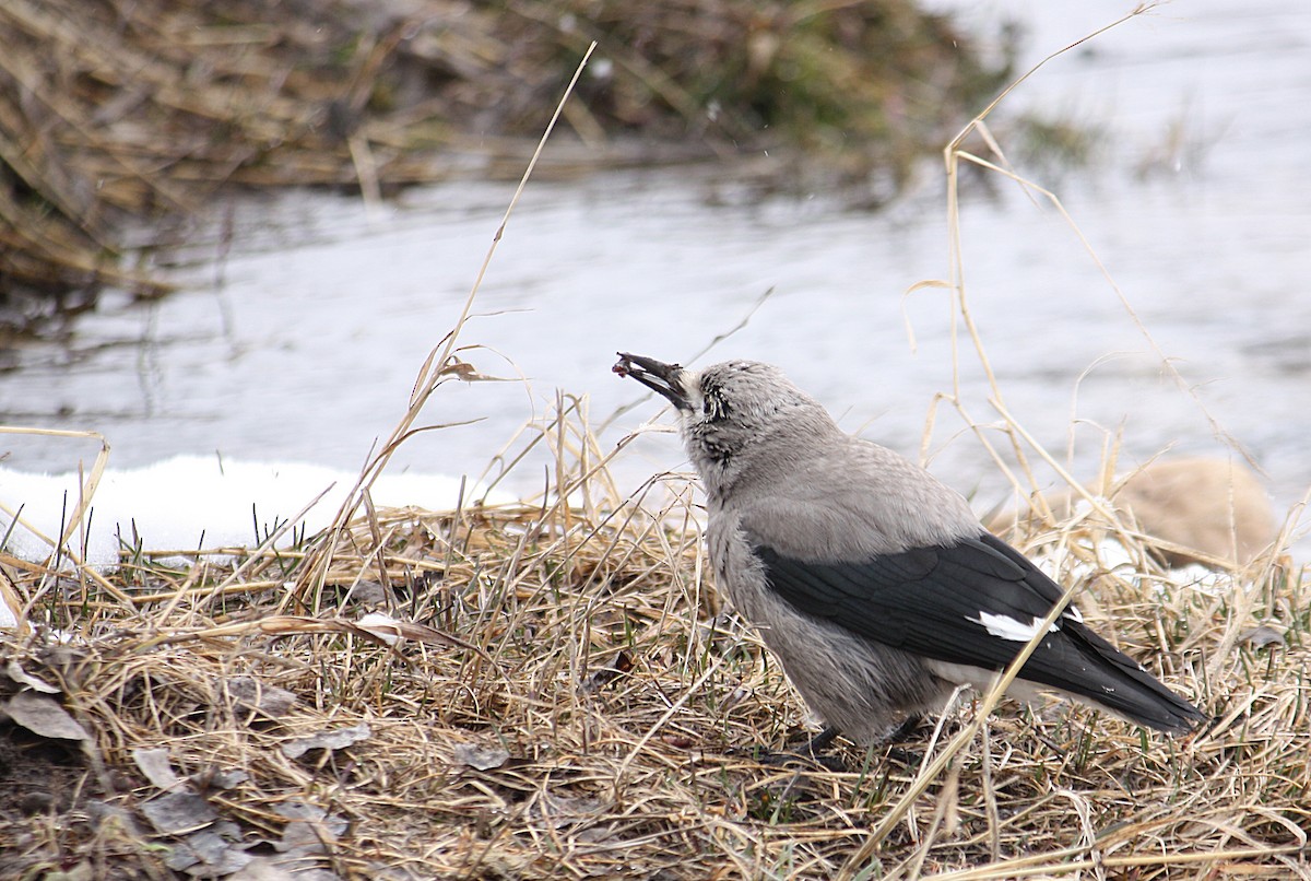 ML49553351 - Clark's Nutcracker - Macaulay Library