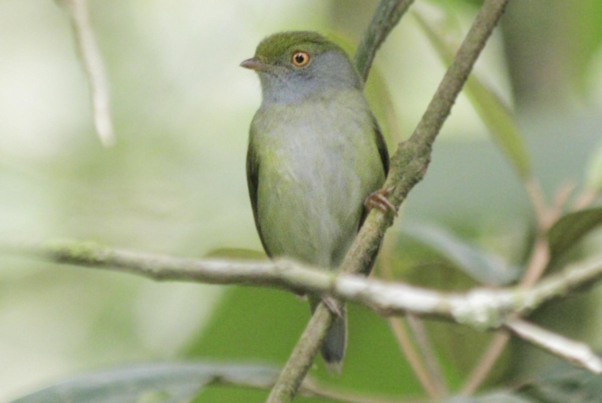 ML495615661 - Pin-tailed Manakin - Macaulay Library