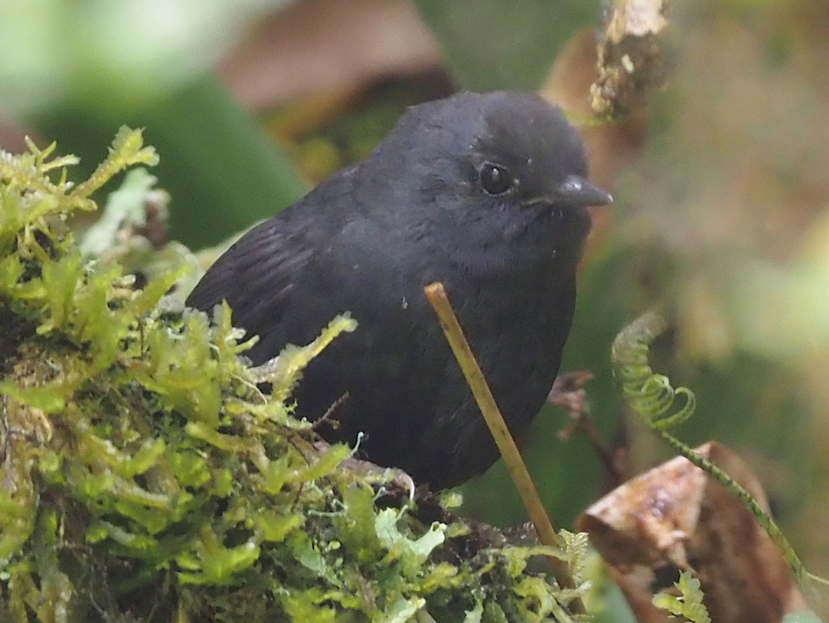 Utcubamba Tapaculo - Scytalopus intermedius - Birds of the World