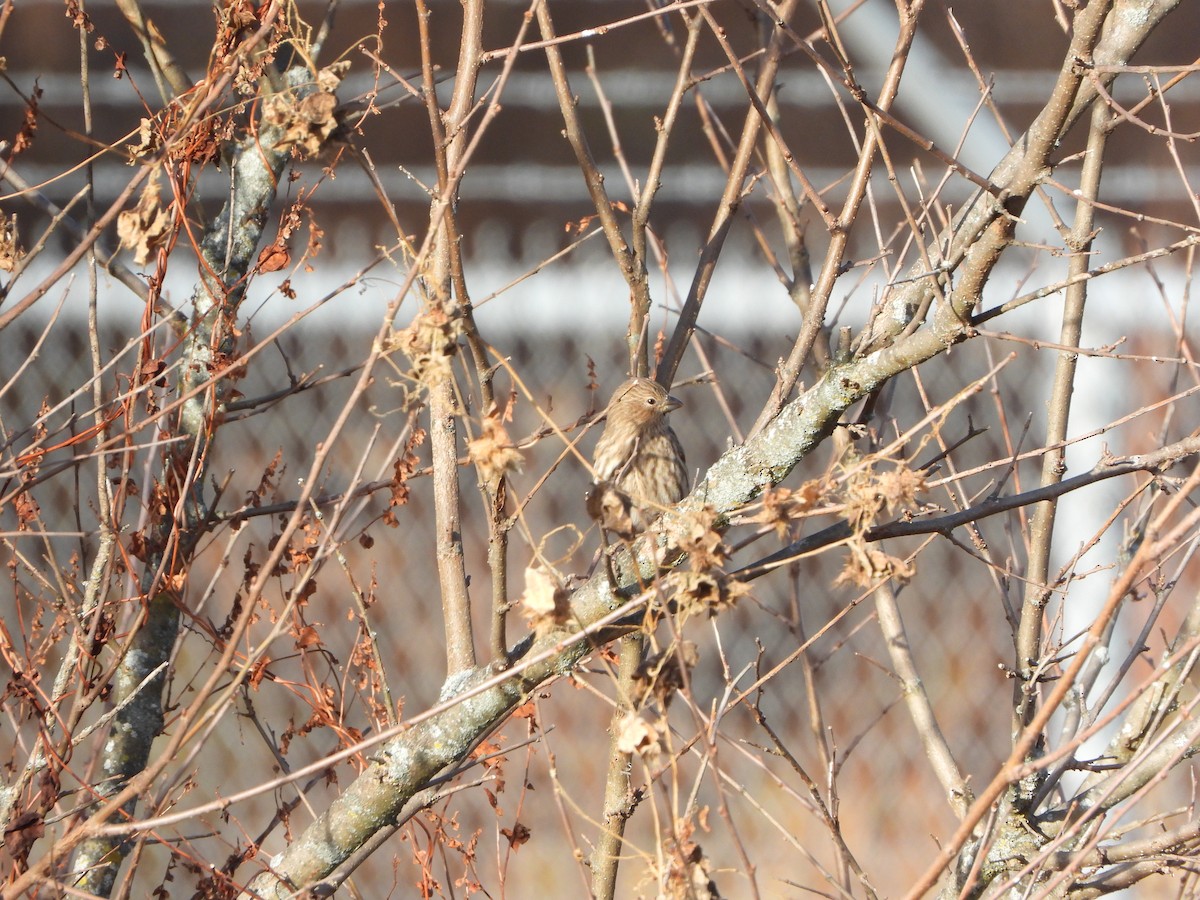 eBird Checklist - 20 Oct 2022 - Huffman Prairie Flying Field - 21 species