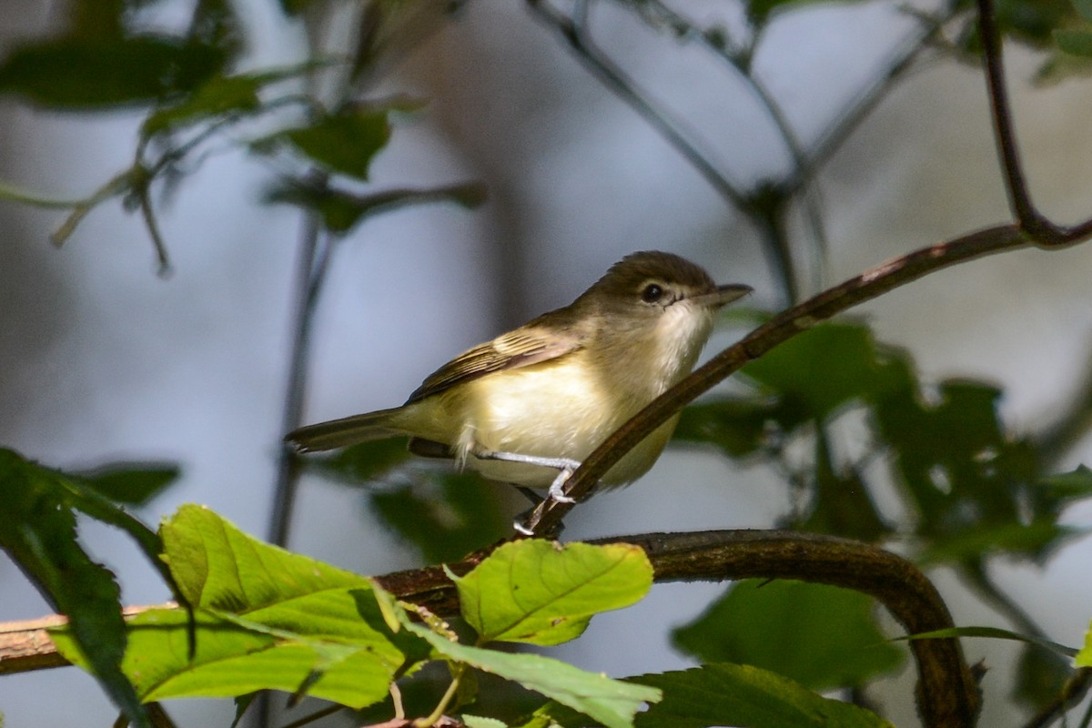 ML495715131 - Bell's Vireo - Macaulay Library