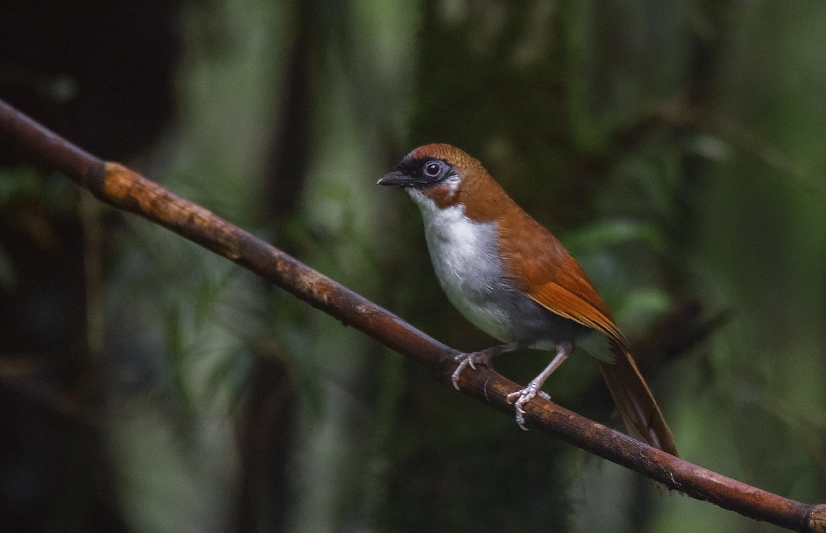 ML495881941 - Gray-sided Laughingthrush - Macaulay Library