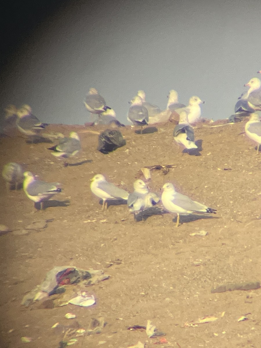 eBird Checklist - 21 Oct 2022 - Elk River Landfill - 8 species