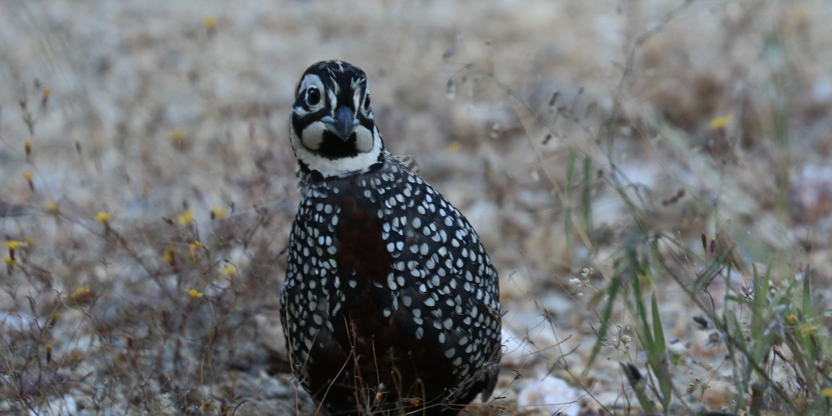 eBird Checklist - 21 Oct 2022 - Bear Mountain Ranch, Ramsey AZ - 21 species