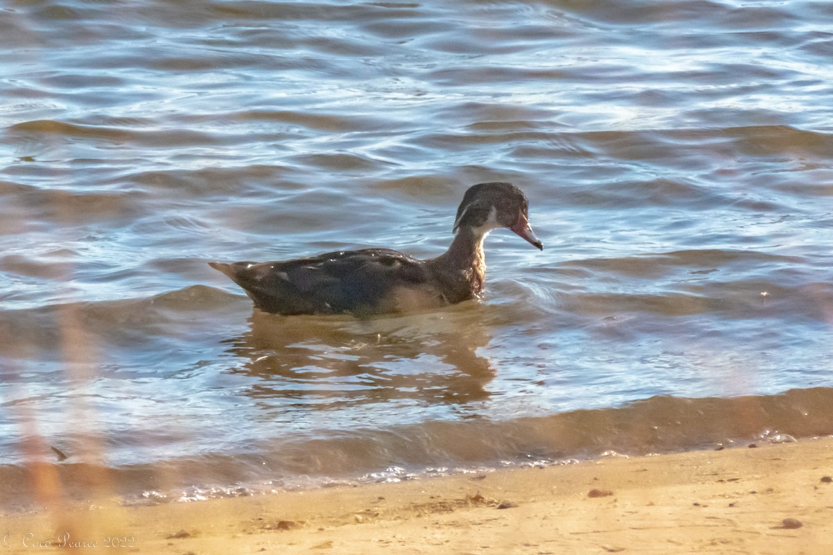 eBird Checklist - 29 Sep 2022 - Cedar Bluff SP--Page Creek Area - 2 species (+1 other taxa)