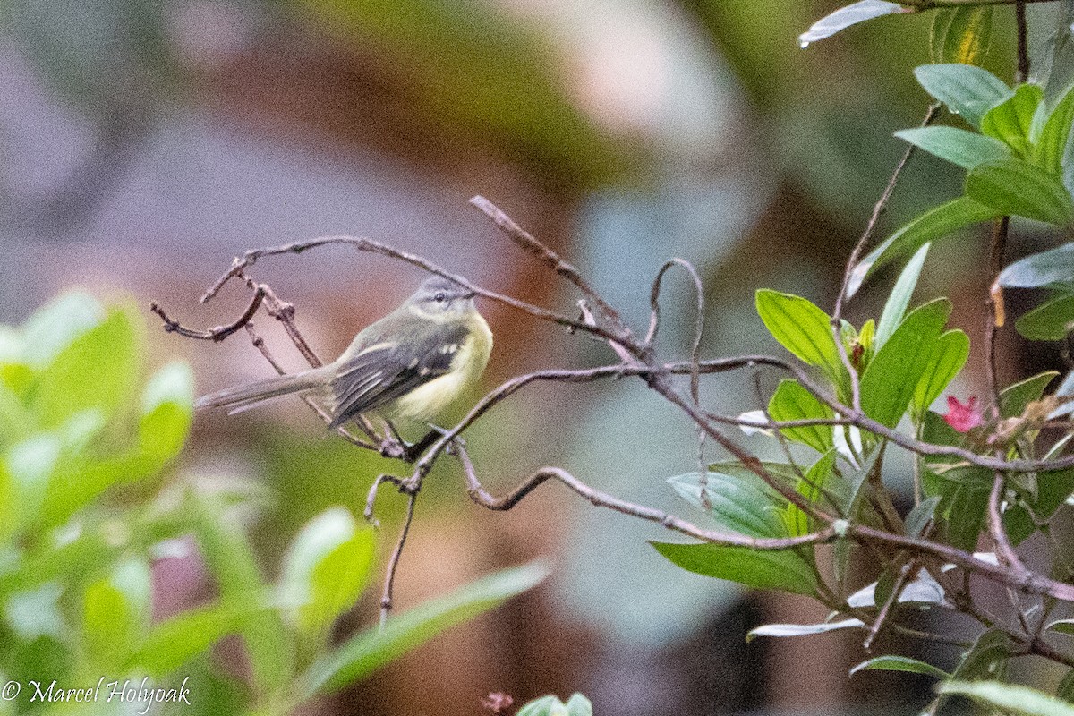 ML496152231 - Sulphur-bellied Tyrannulet - Macaulay Library