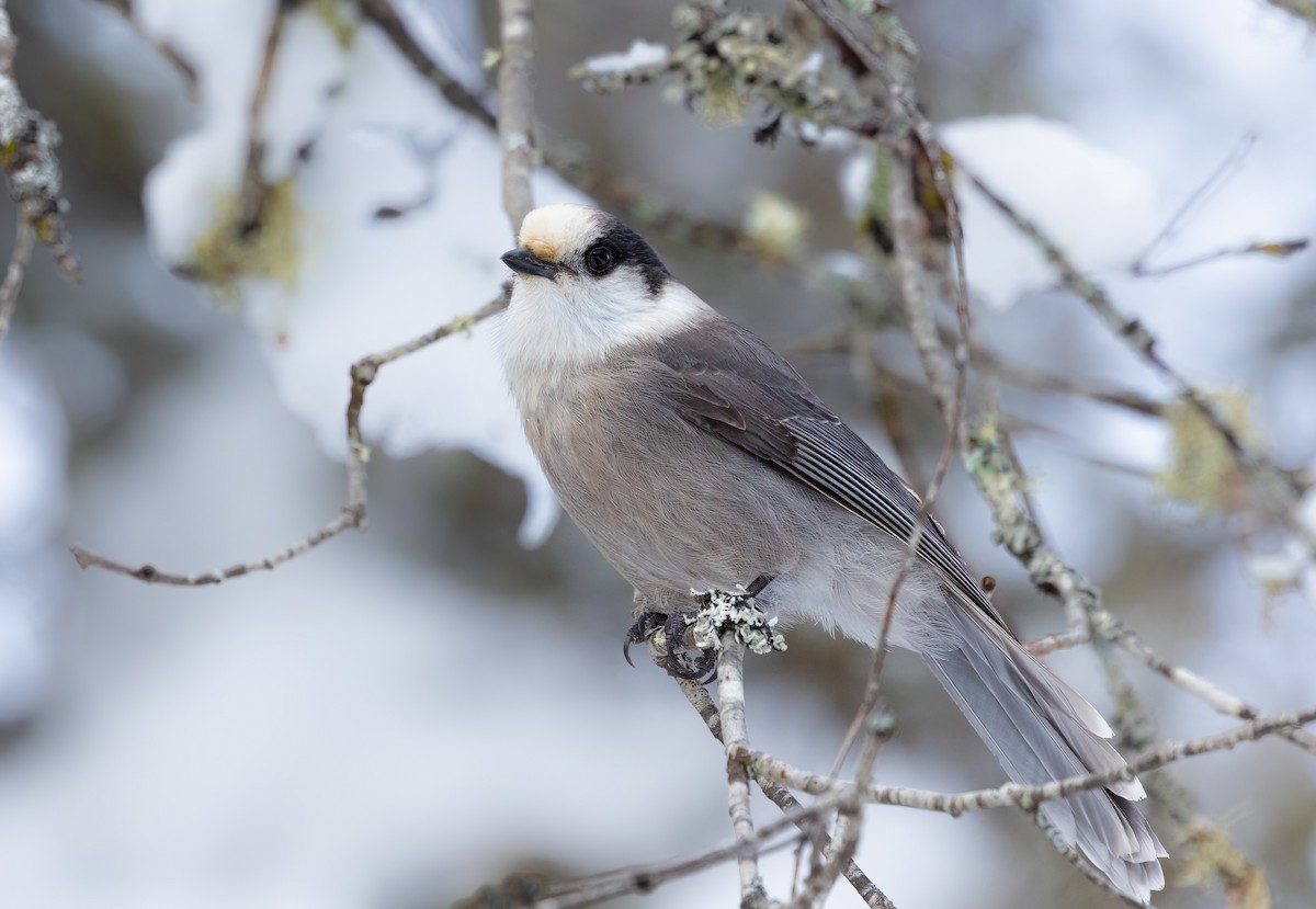 eBird Checklist - 19 Oct 2022 - Peshekee Grade - 1 species