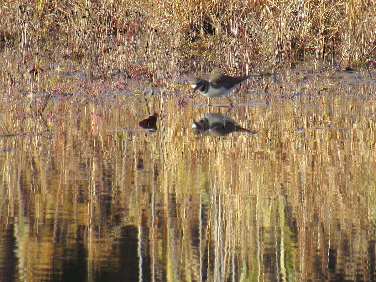 eBird Checklist - 22 Oct 2022 - Ramapo Valley County Reservation - 33 ...