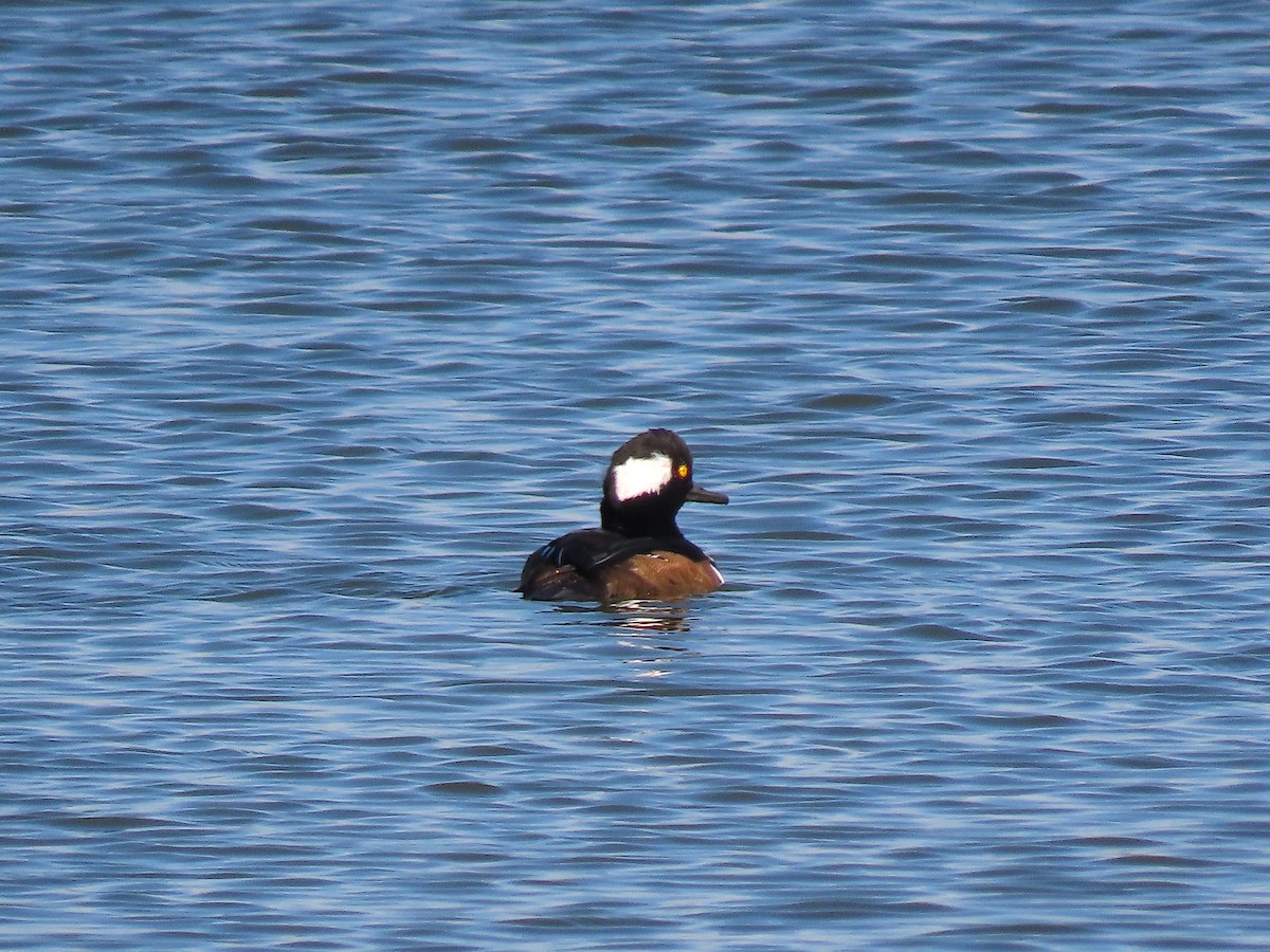 eBird Checklist - 22 Oct 2022 - Rocky Mountain Arsenal NWR - 52 species ...