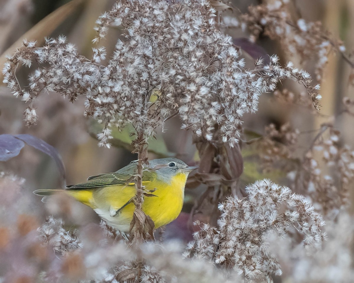 ML496565021 - Nashville Warbler - Macaulay Library