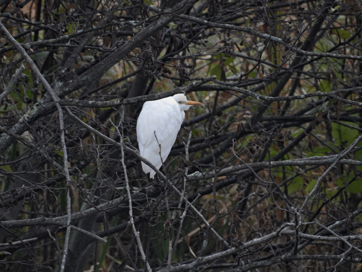 eBird Checklist - 23 Oct 2022 - Raynes Farm, Exeter - 7 species