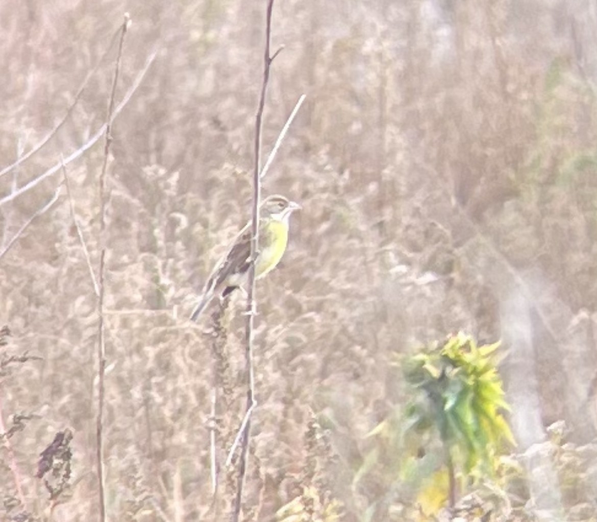 eBird Checklist - 23 Oct 2022 - Bedell Bridge SP, Haverhill - 35 species