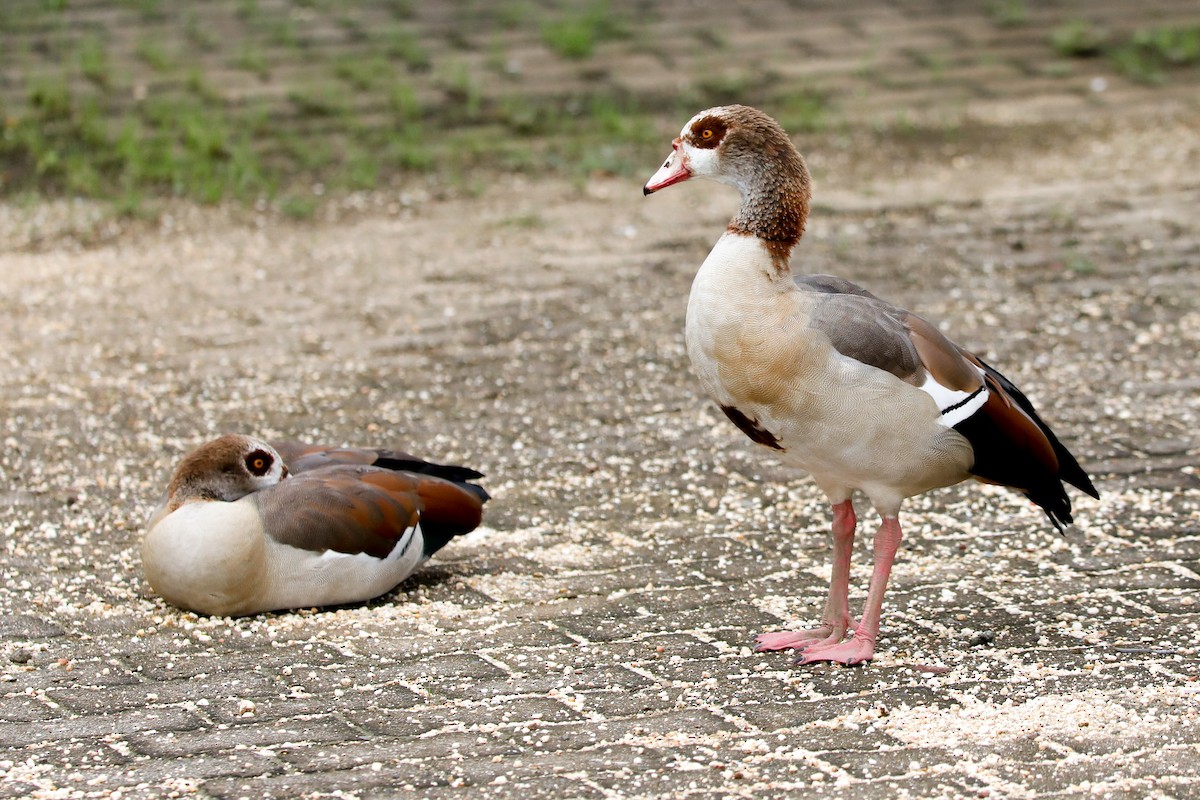 ML496878041 - Egyptian Goose - Macaulay Library