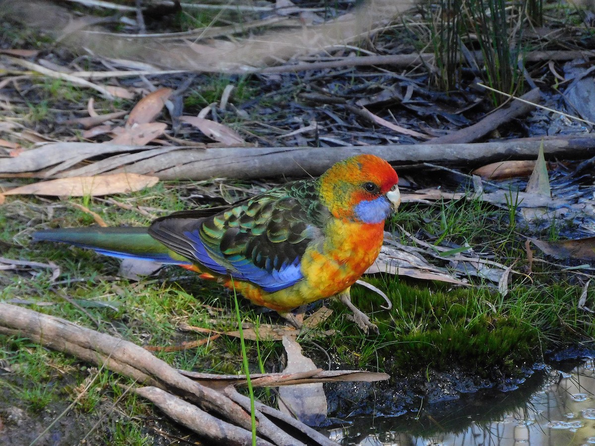 ML497593481 - Green x Eastern Rosella (hybrid) - Macaulay Library