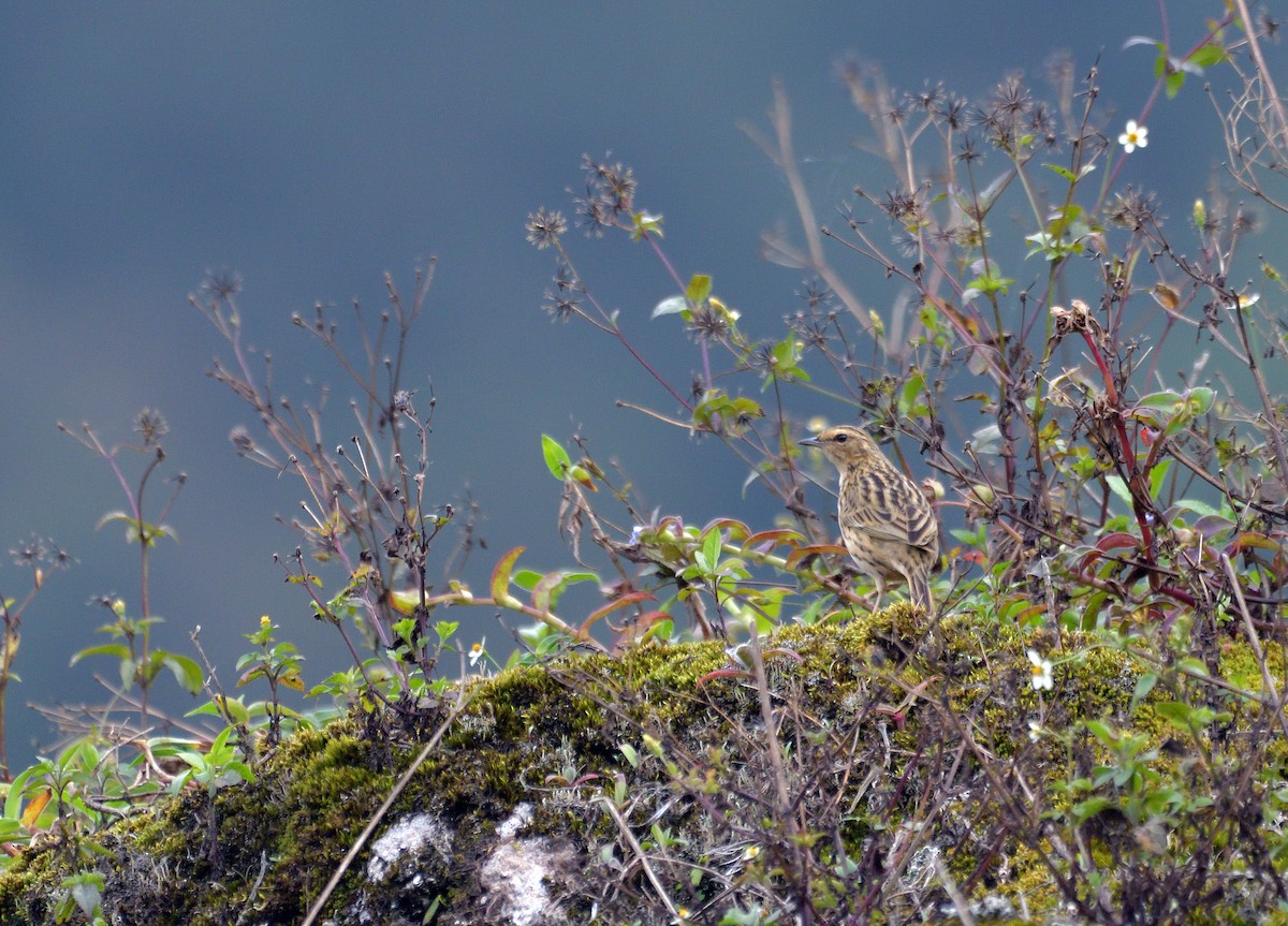 eBird Checklist - 23 Oct 2022 - 8th mile Munnar - 11 species