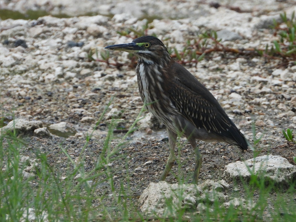 eBird Checklist - 26 Oct 2022 - Bubali Bird Sanctuary - 37 species