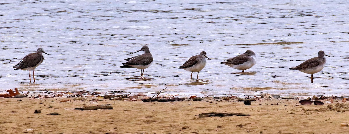 eBird Checklist - 26 Oct 2022 - Boone Dam Overlook - 8 species