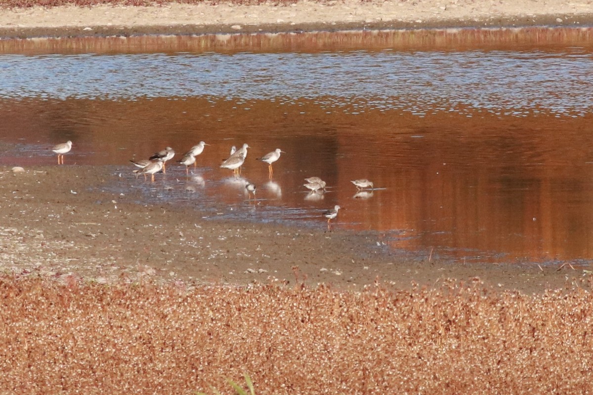 eBird Checklist - 24 Oct 2022 - Pymatuning WMA--Hartstown Project - 11 ...