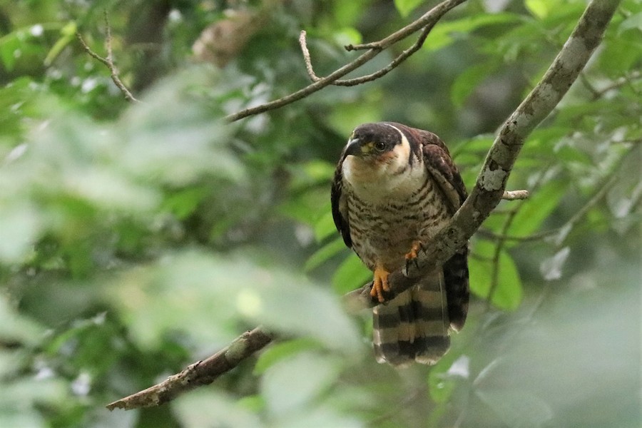 Hook-billed Kite (Grenada) - eBird