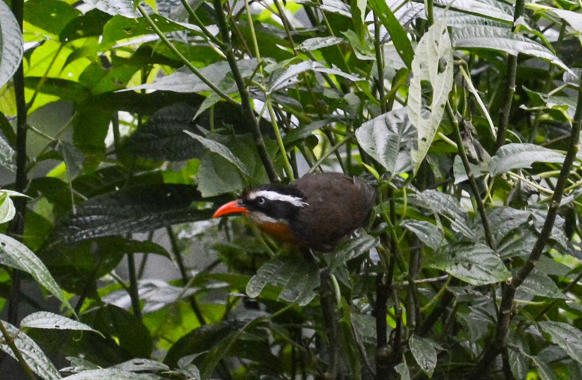 eBird Checklist - 21 Aug 2022 - Tiwari Gaon To 14KM Frougmouthcamp ...