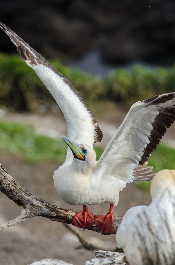 Red-footed Booby (Eastern Pacific) - eBird