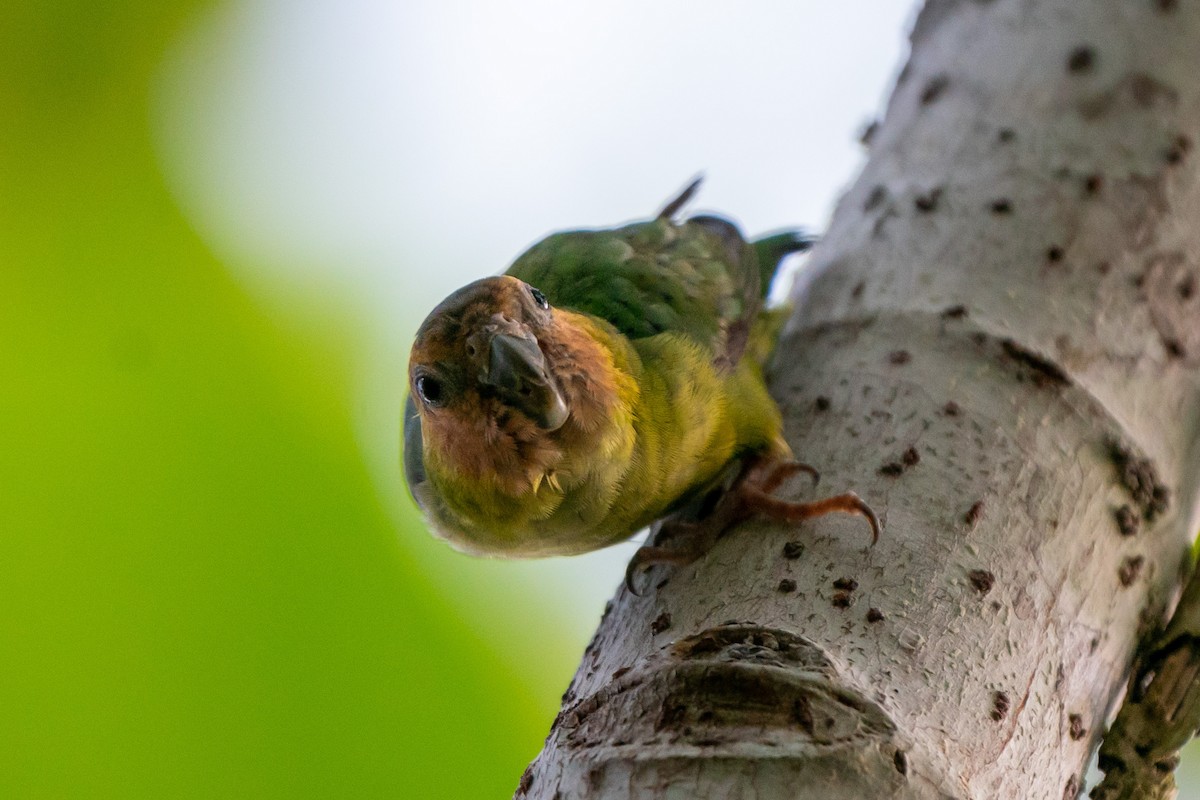 ML498328611 - Buff-faced Pygmy-Parrot - Macaulay Library