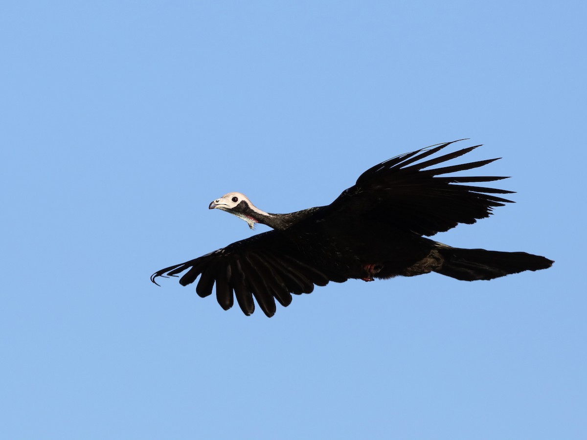 White-throated Piping-Guan - Pipile grayi - Birds of the World