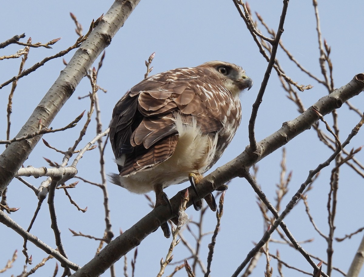 eBird Checklist - 28 Oct 2022 - Boston Nature Center Wildlife Sanctuary ...