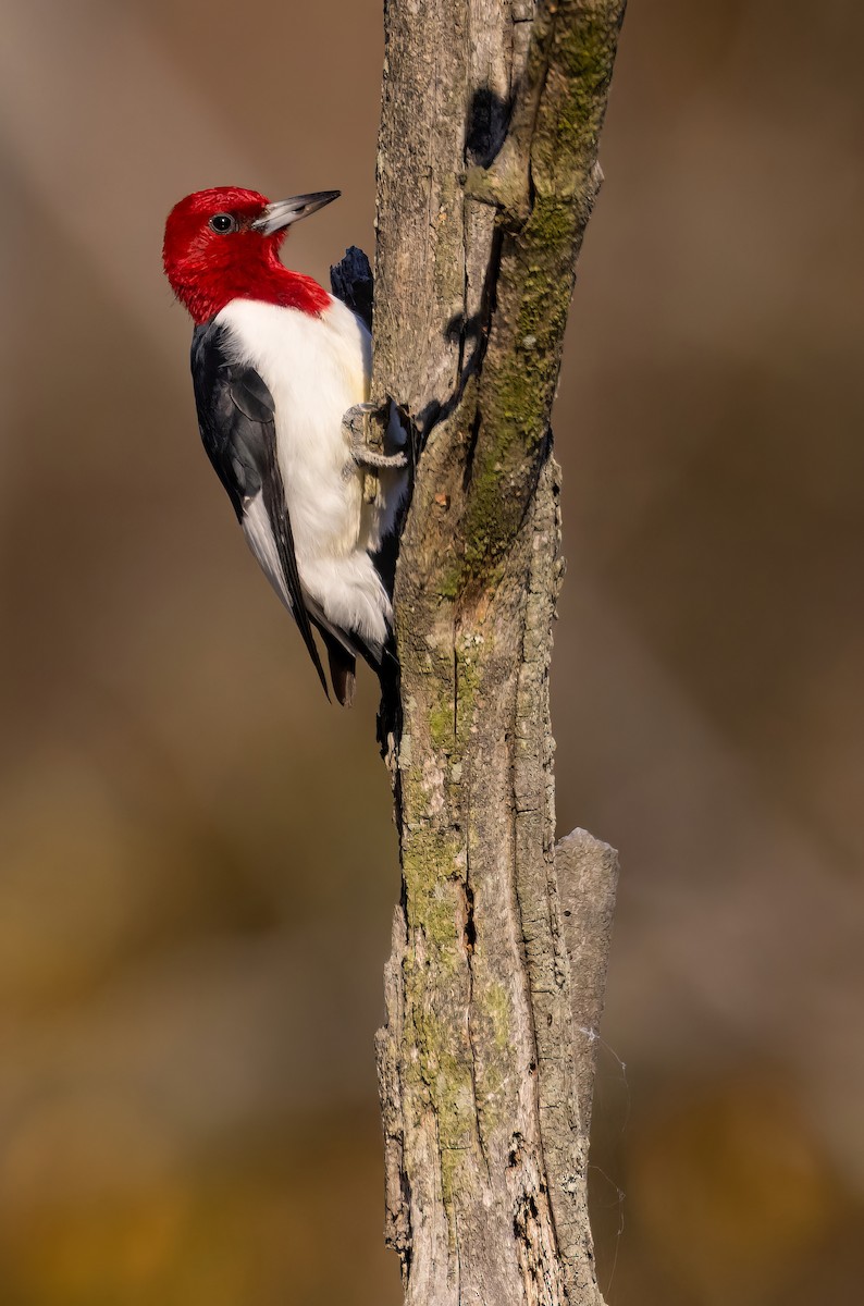 eBird Checklist - 28 Oct 2022 - Indiana Dunes NP--Great Marsh Trail ...