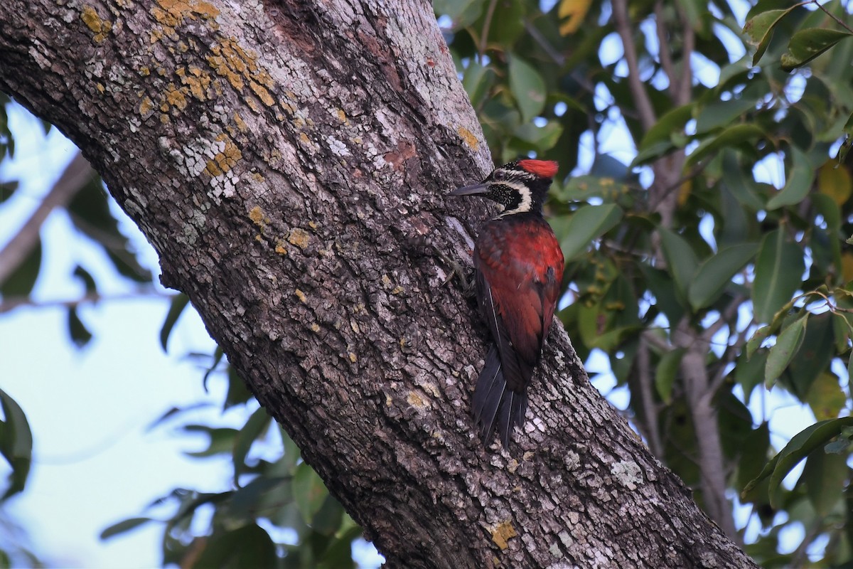 ML498584231 - Red-backed Flameback - Macaulay Library