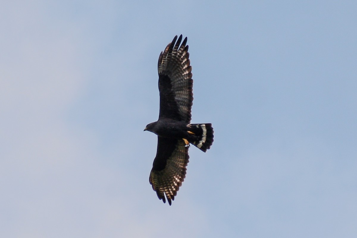 ML498762611 - Zone-tailed Hawk - Macaulay Library
