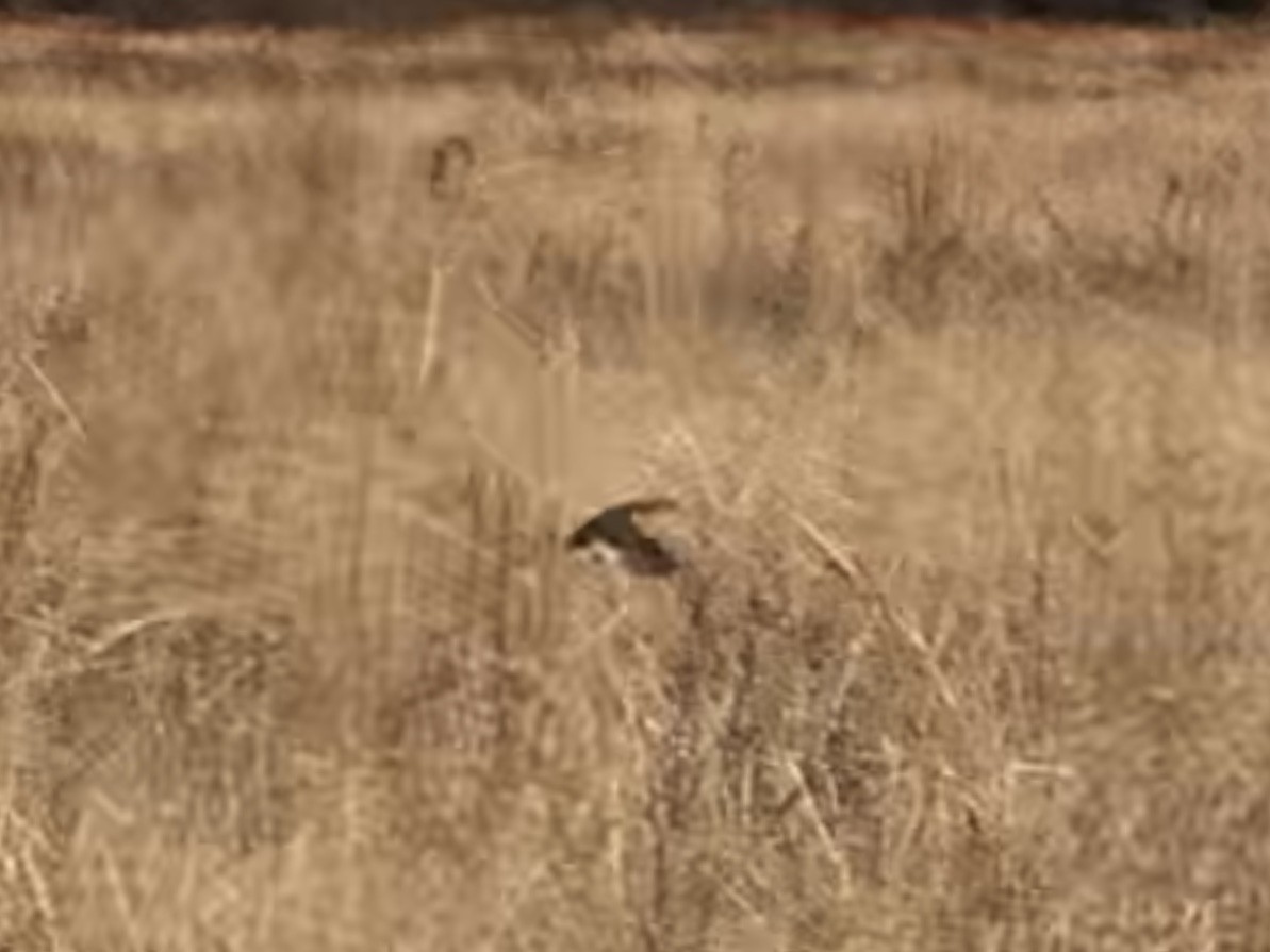 eBird Checklist - 29 Oct 2022 - Tennessee NWR--Duck River Unit--Refuge ...