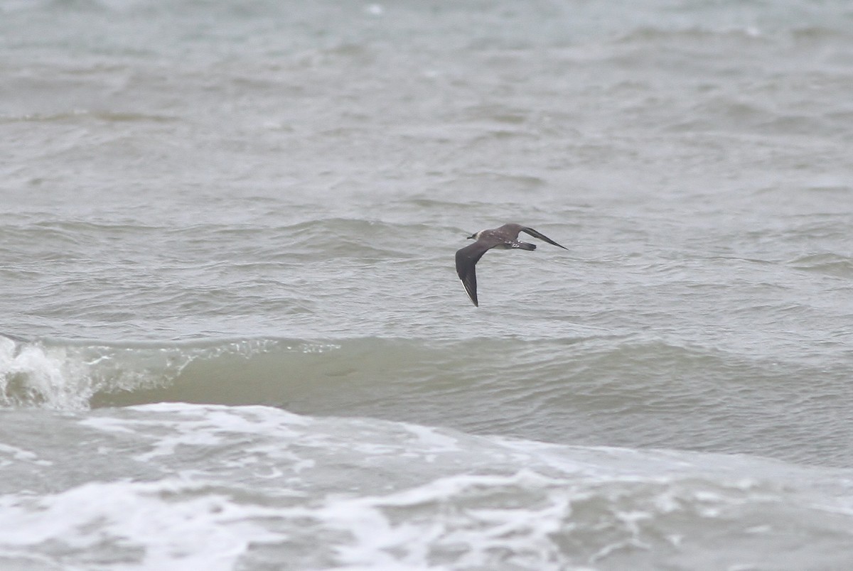 eBird Checklist - 2 Mar 2017 - Frank Rendon Park/Daytona Beach Shores ...