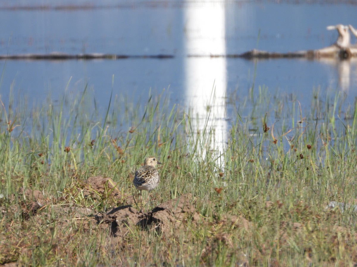 eBird Checklist - 20 Sep 2020 - 马场 (Ma Chang) - 52 species (+2 other taxa)