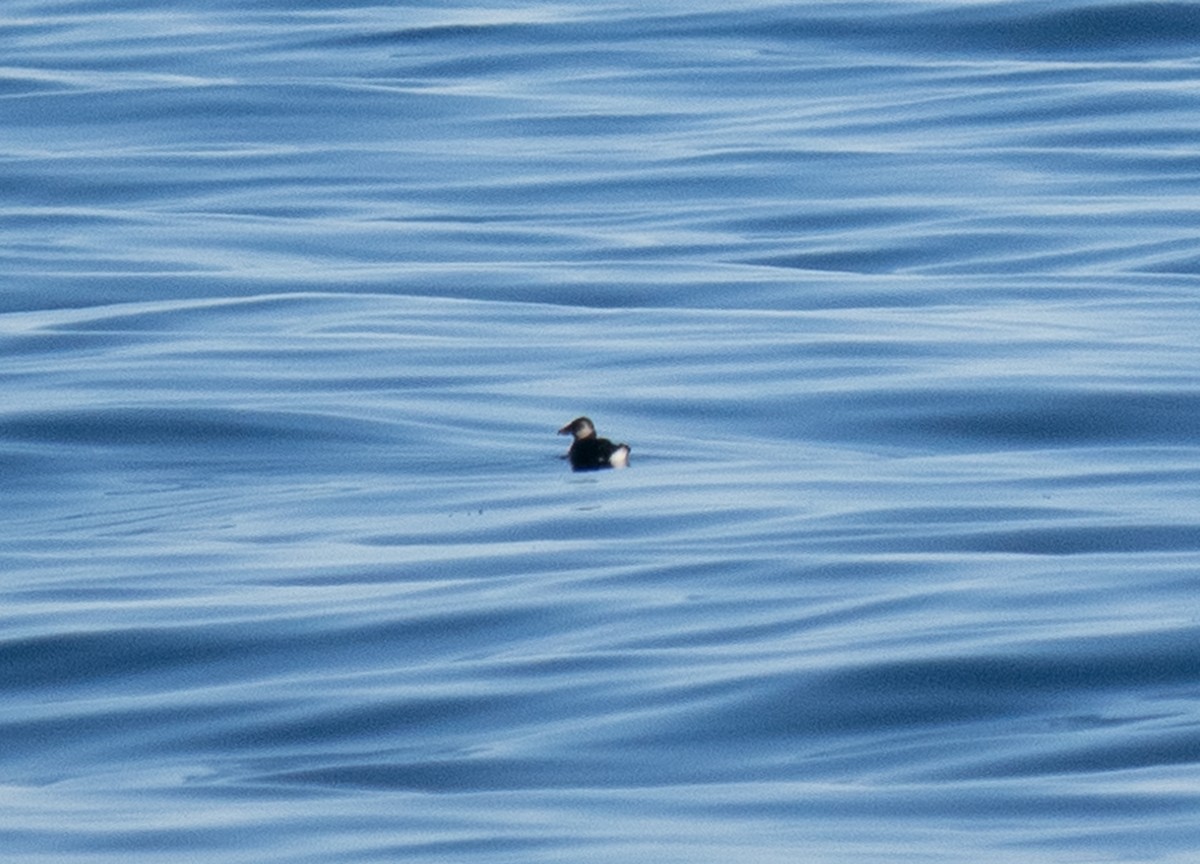 eBird Checklist - 29 Oct 2022 - New Hampshire Waters between Isles of ...