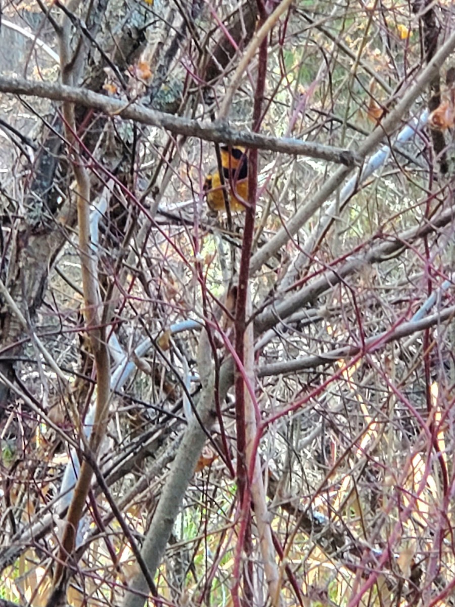 eBird Checklist - 30 Oct 2022 - Spruce Grove--Heritage Grove Park ...