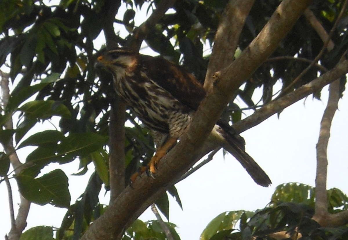eBird Checklist - 20 Feb 2017 - Community Baboon Sanctuary - 30 species ...