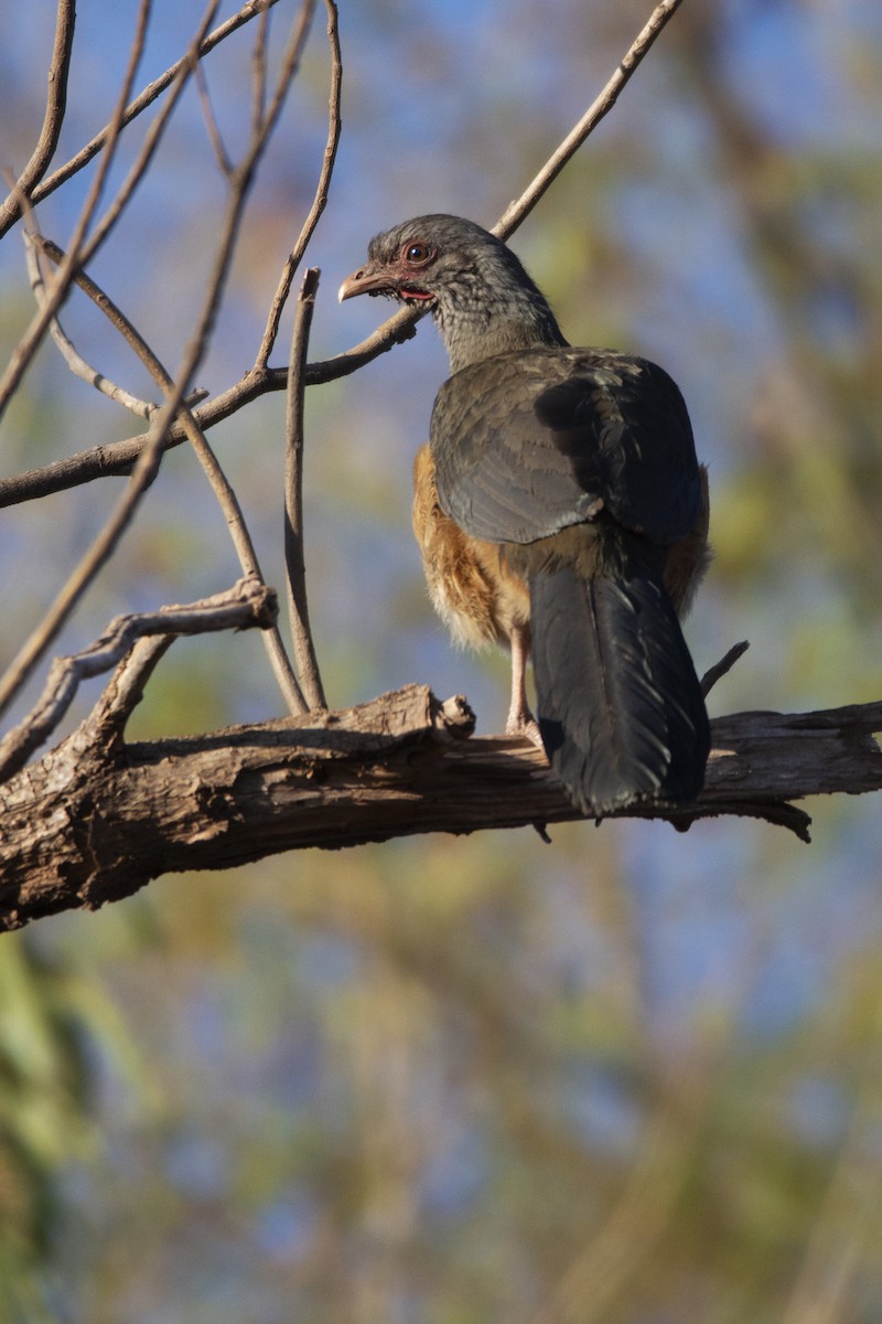 ML499213871 - Chaco Chachalaca - Macaulay Library