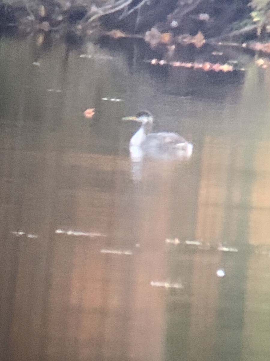 eBird Checklist - 30 Oct 2022 - Burke Lake Park - 2 species