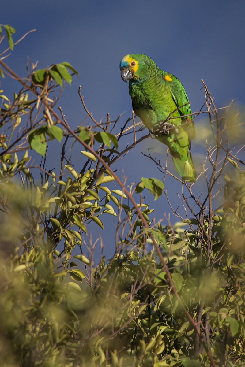ML499229551 - Turquoise-fronted Amazon - Macaulay Library