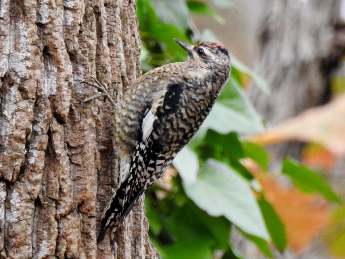 eBird Checklist - 30 Oct 2022 - BARC--Research Rd. - 29 species