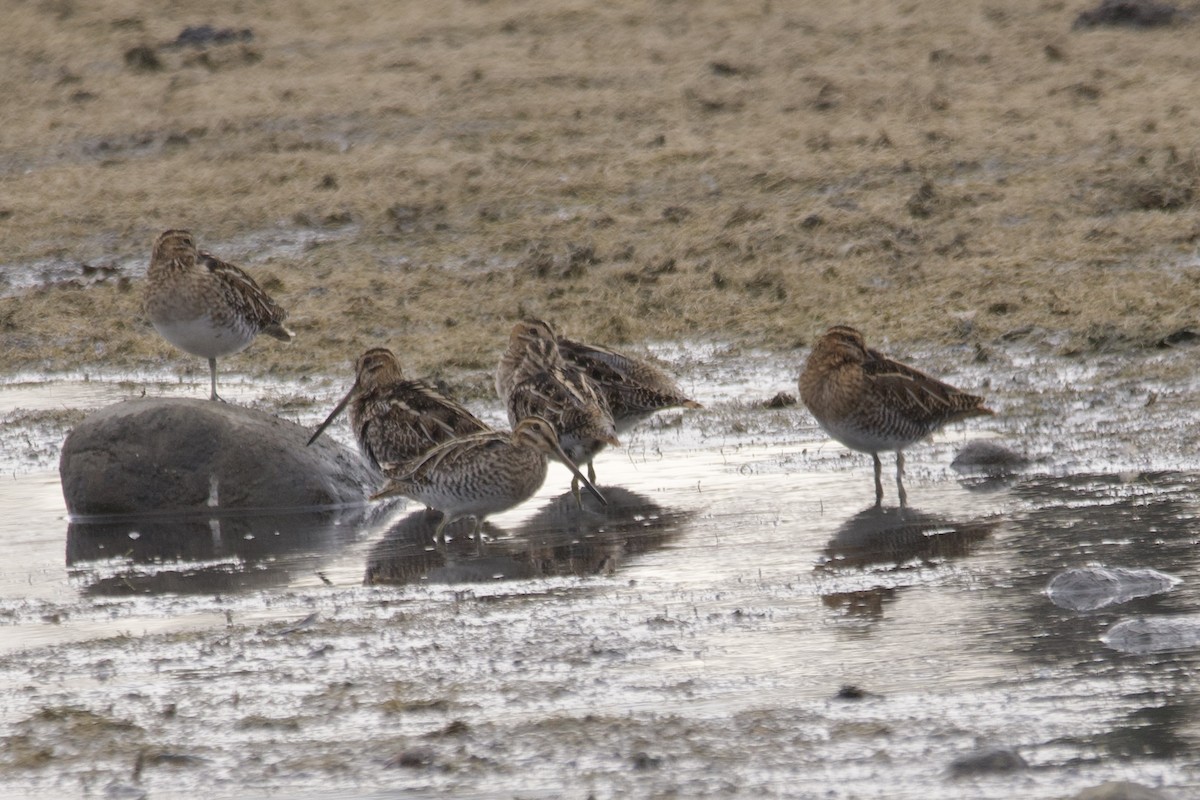 eBird Checklist - 30 Oct 2022 - Fawn River State Fish Hatchery - 16 species