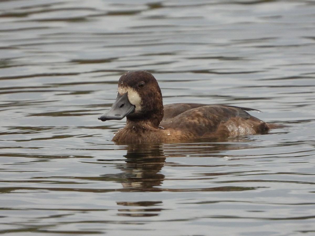ML499274511 - Greater Scaup - Macaulay Library