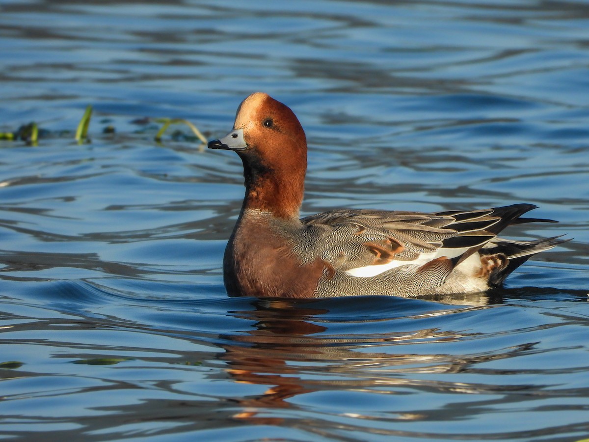 eBird Checklist - 30 Oct 2022 - Arcata Marsh--Oxidation Ponds - 46 ...