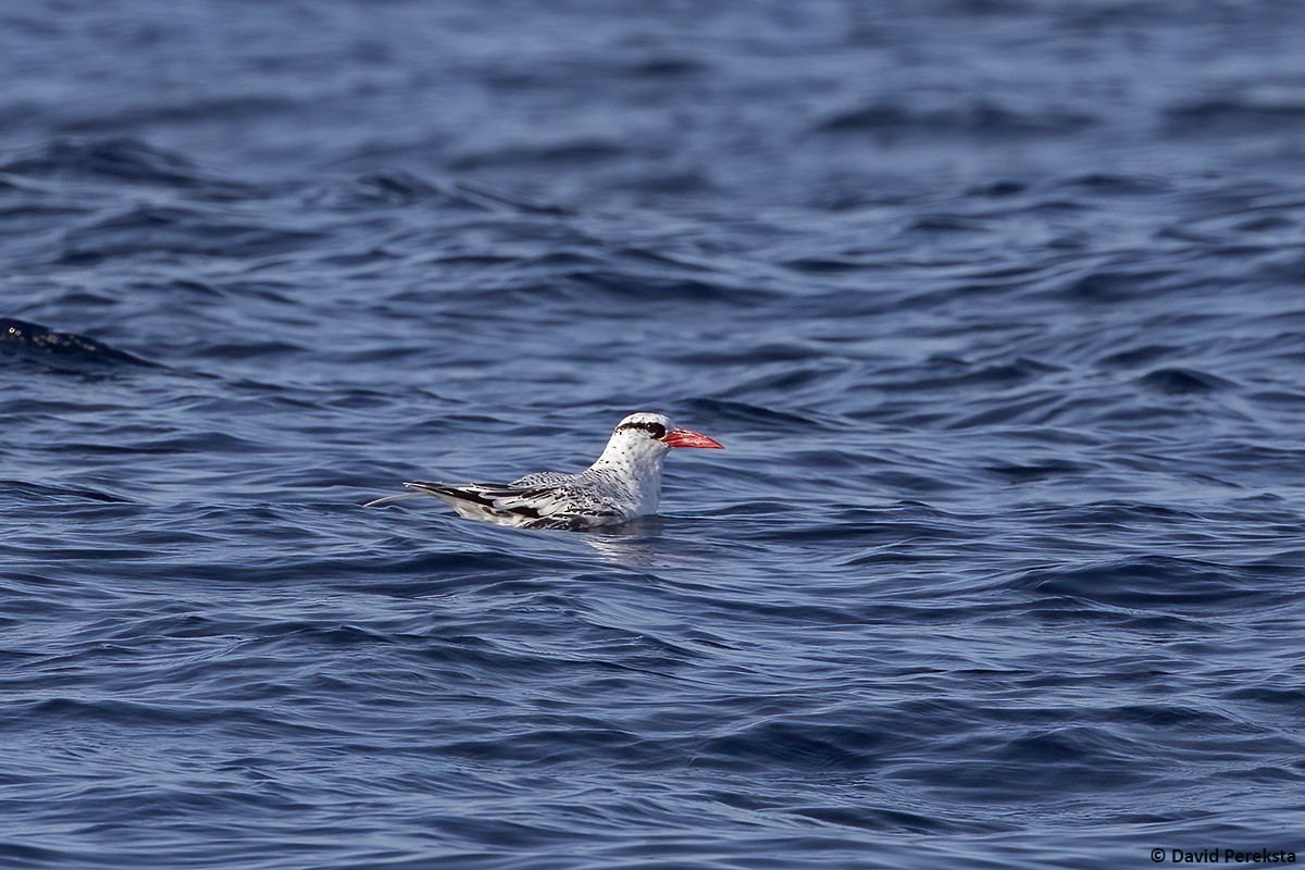 eBird Checklist - 7 Sep 2022 - Rodriguez Seamount (SBA Co.) - 12 species