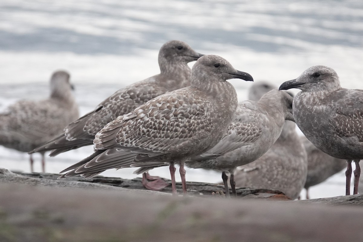 ML499833761 - Western x Glaucous-winged Gull (hybrid) - Macaulay Library